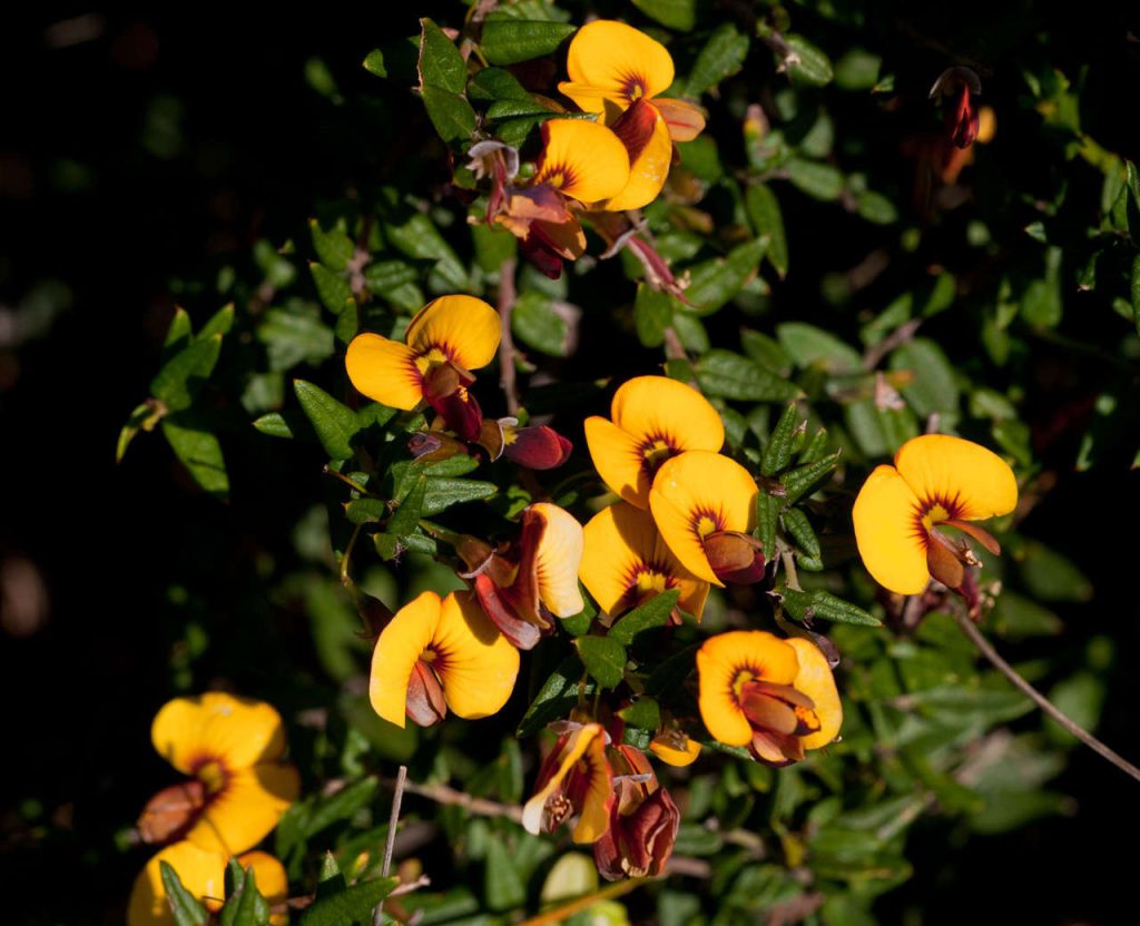 Bossiaea cinerea Showy Bossiaea CC | Australian Plants Society