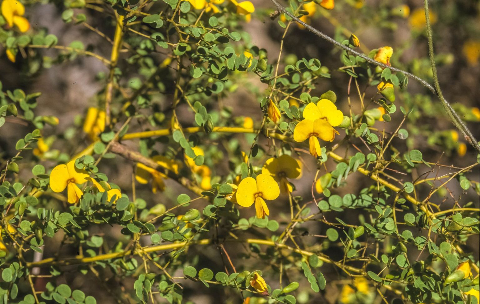 Bossiaea lenticularis, Image Alan Fairley | Australian Plants Society