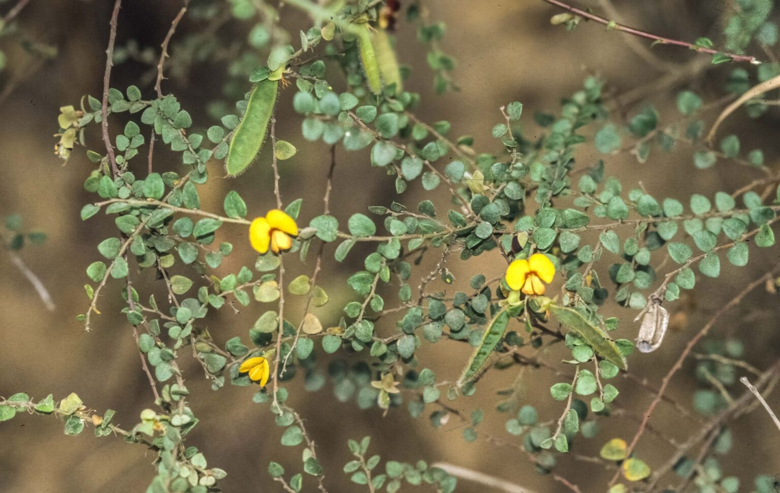Bossiaea neoanglica: A Little-Known Pea of the NSW Bush | Australian ...