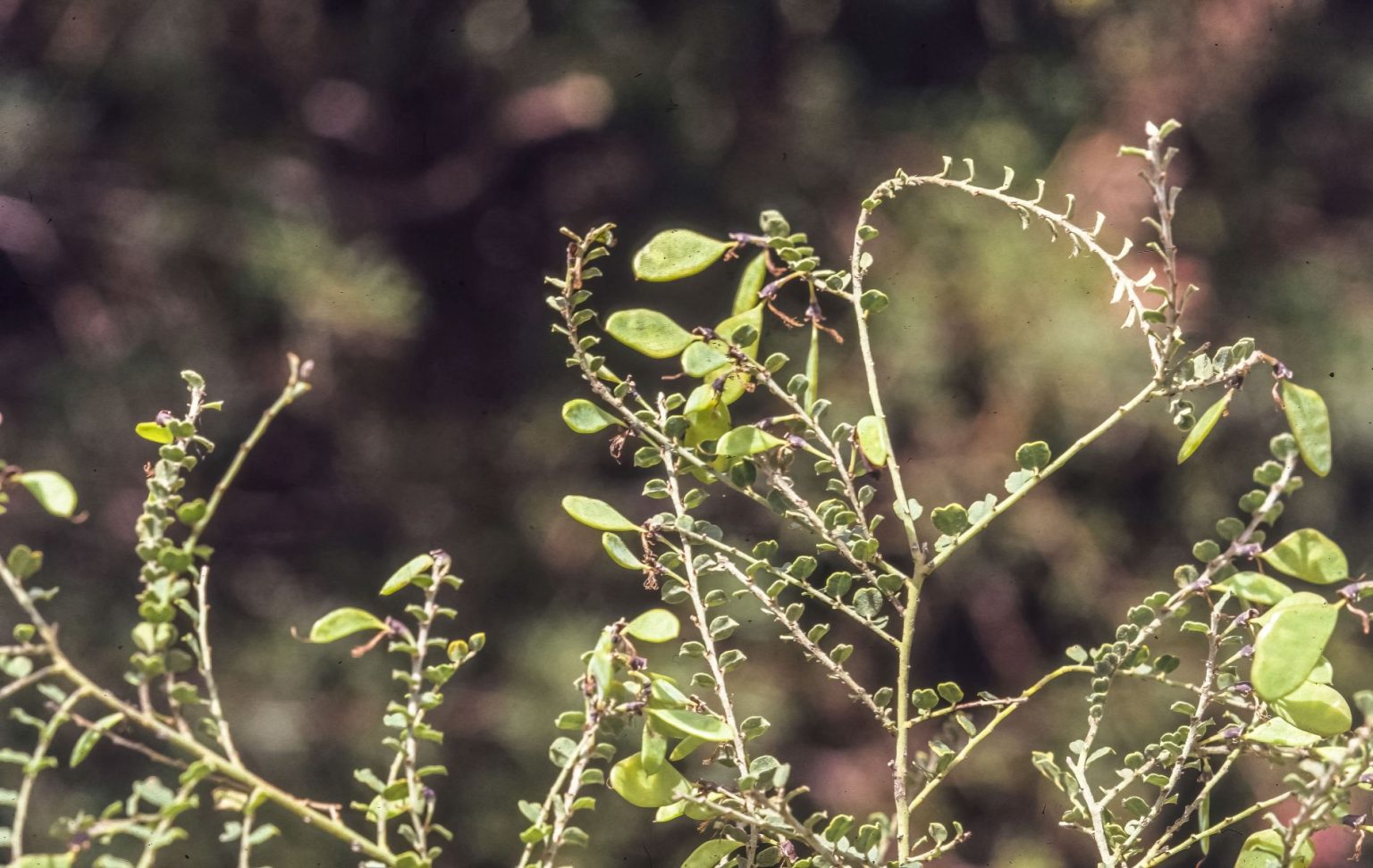 Bossiaea oligosperma | Australian Plants Society