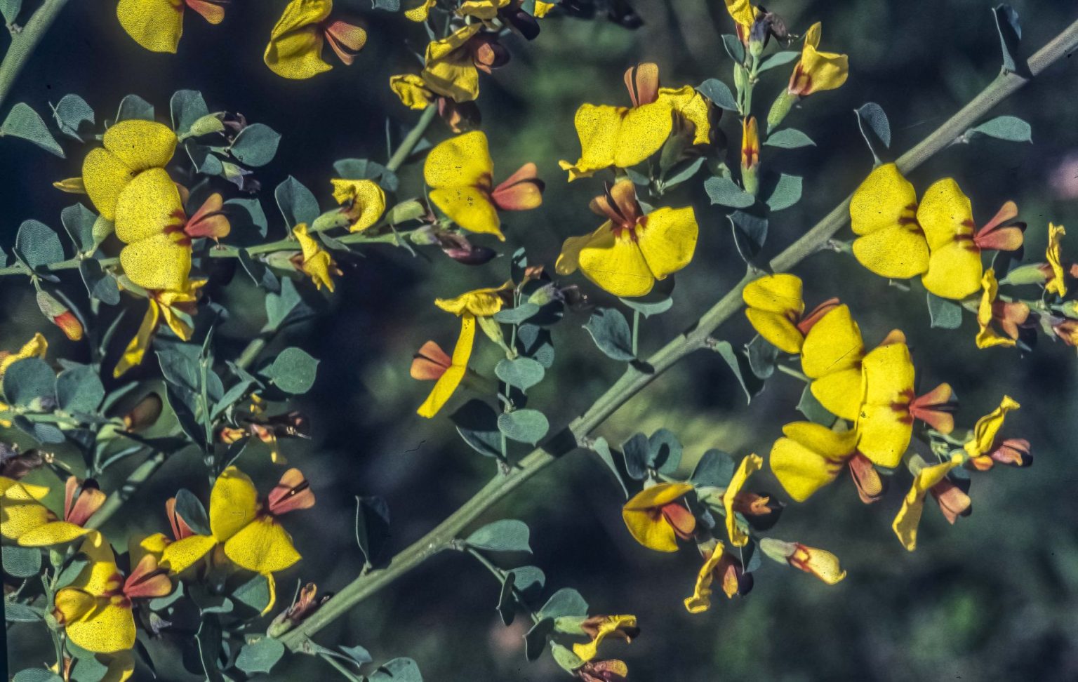 Bossiaea rhombifolia Image Alan Fairley | Australian Plants Society