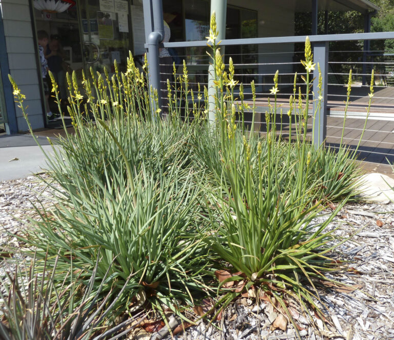 Grasses and clumping plants | Australian Plants Society