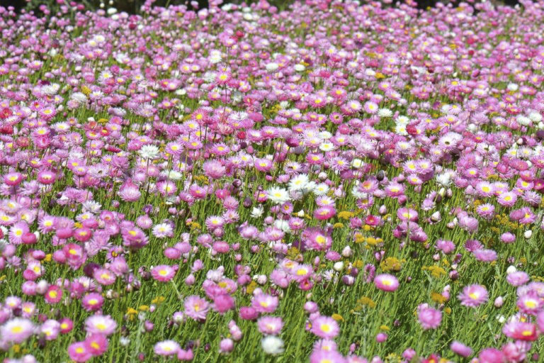 C3 Mass display of everlastings in Kings Park | Australian Plants Society