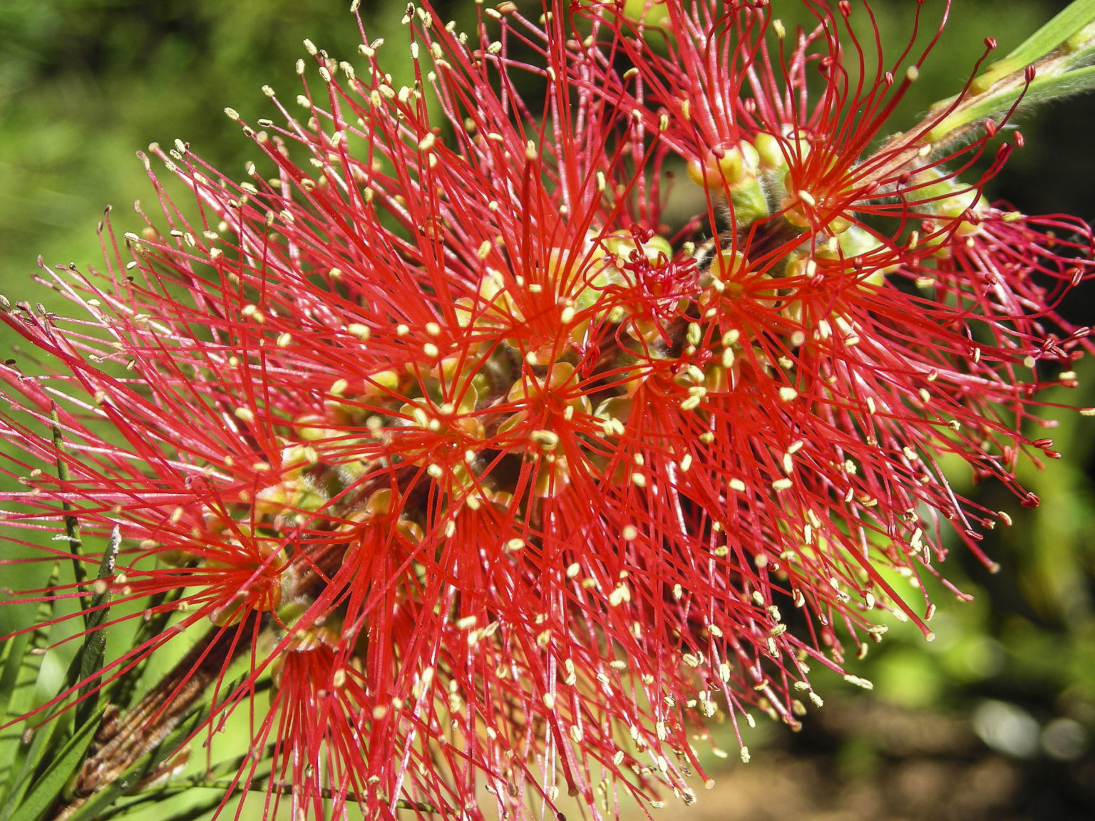 Callistemon subulatus | Australian Plants Society
