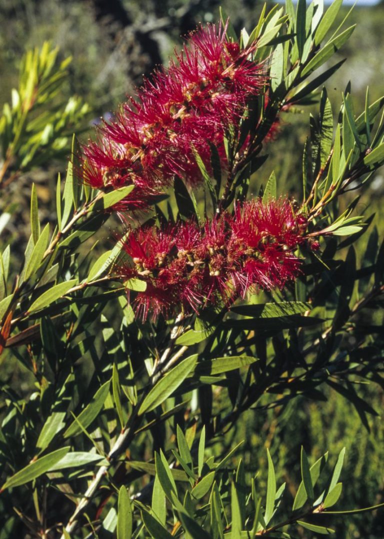 Callistemon citrinus | Australian Plants Society