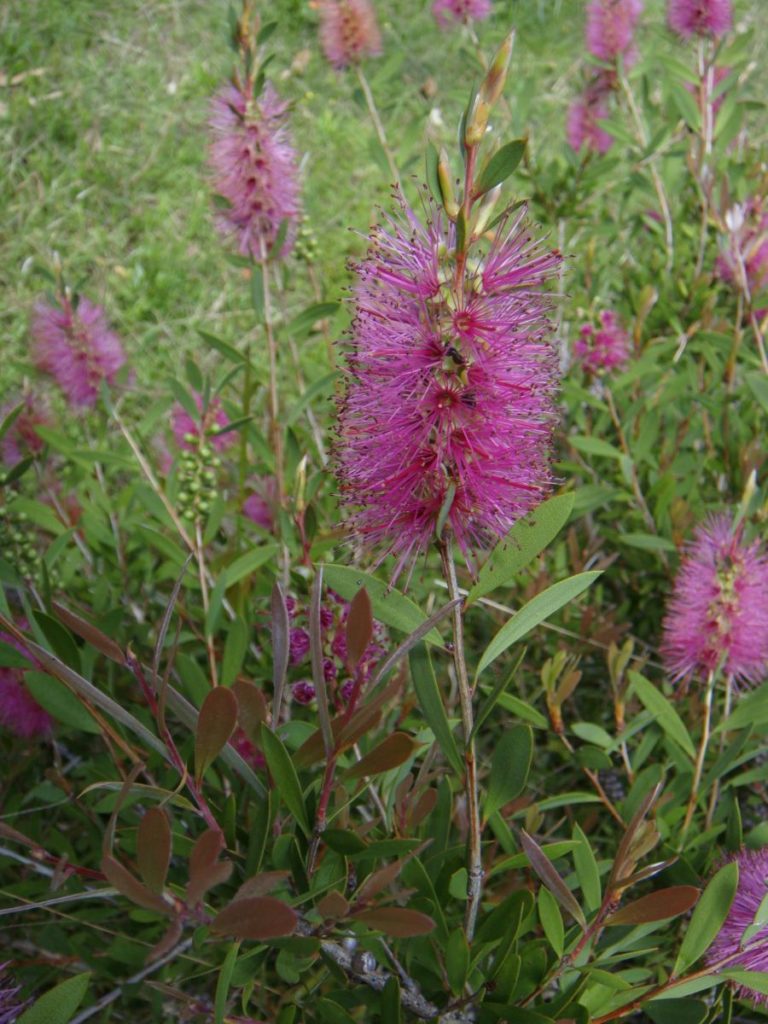 Callistemon citrinus | Australian Plants Society
