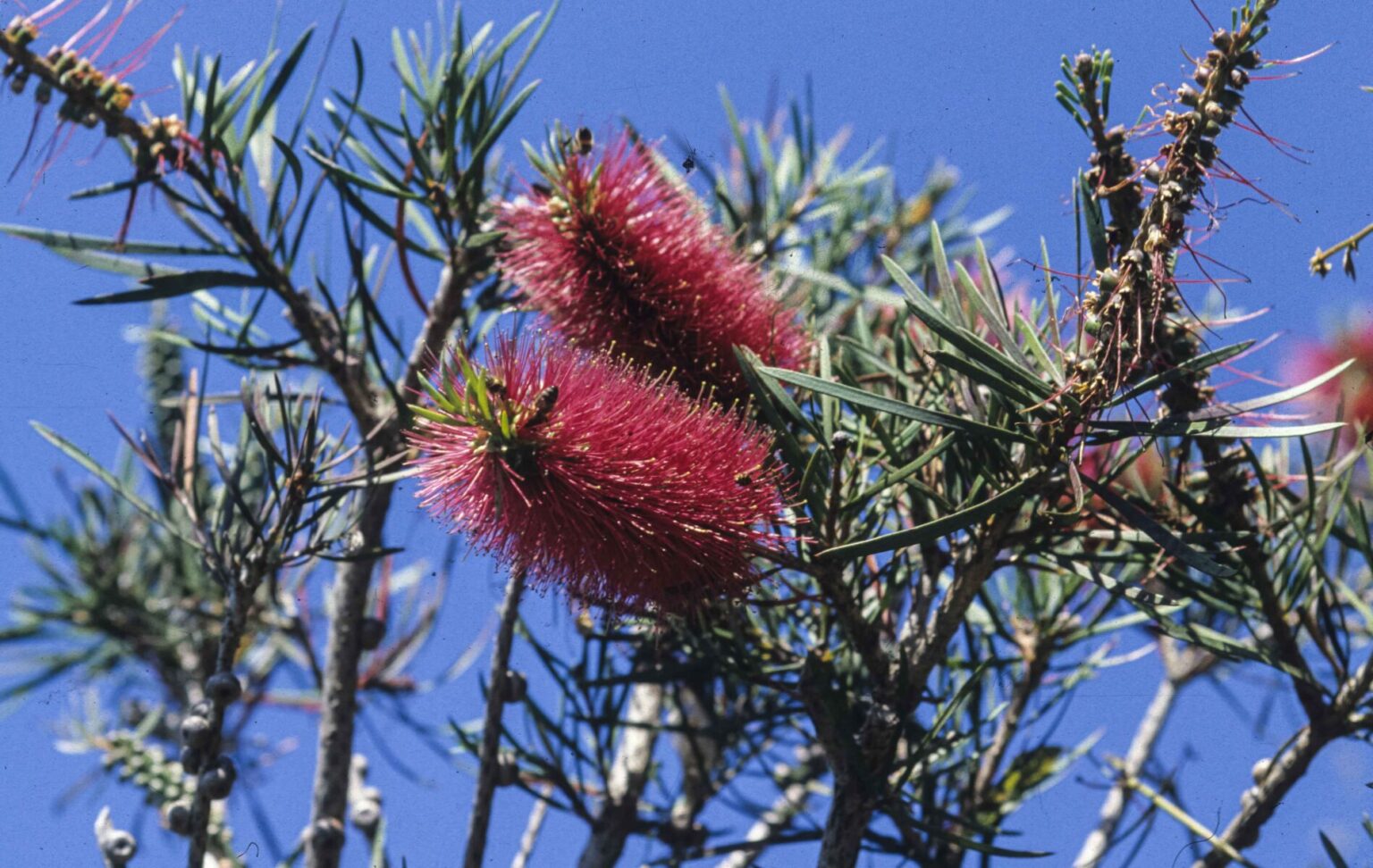 Shrubs over 1 m | Australian Plants Society