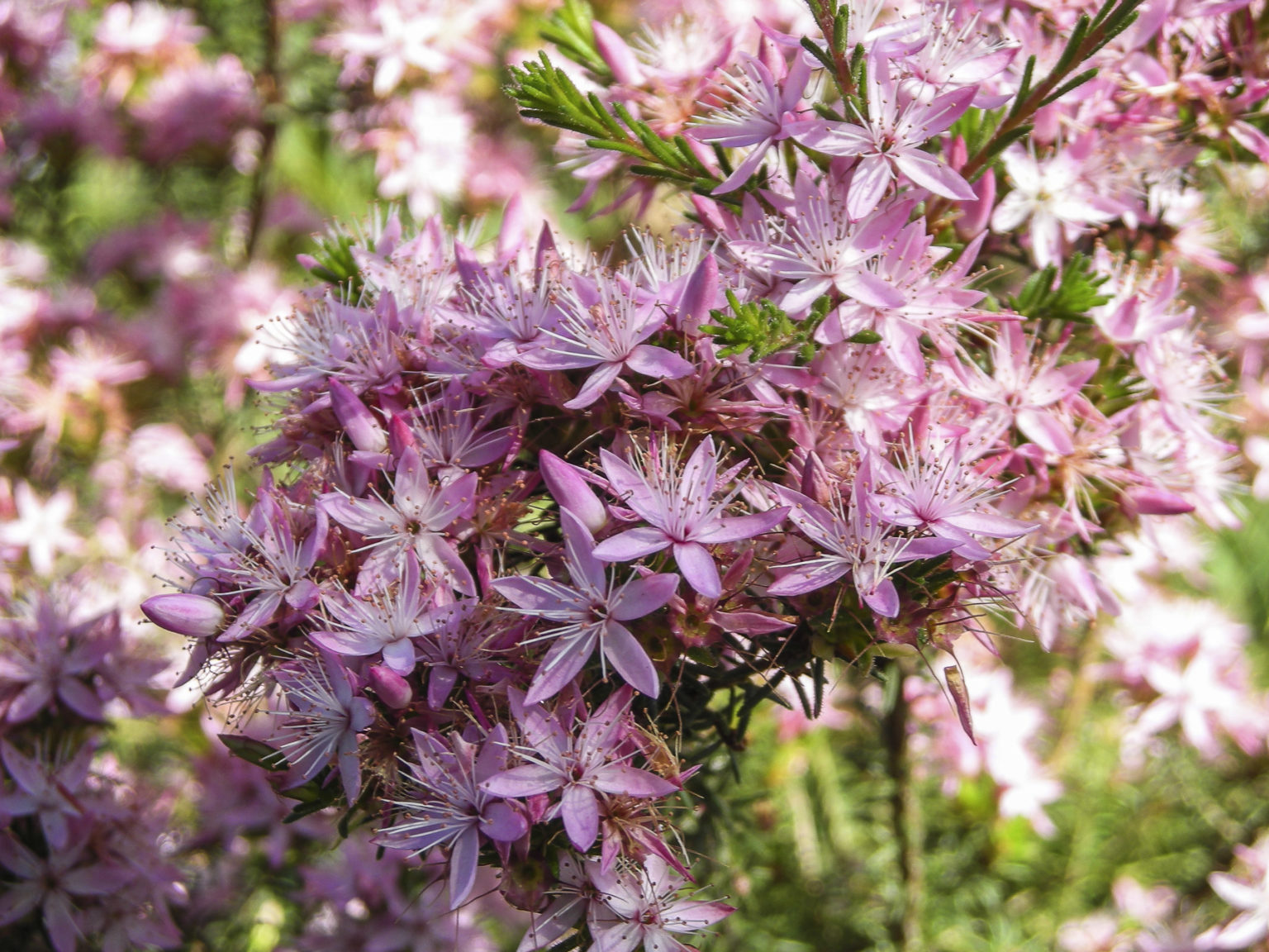 Calytrix tetragona | Australian Plants Society