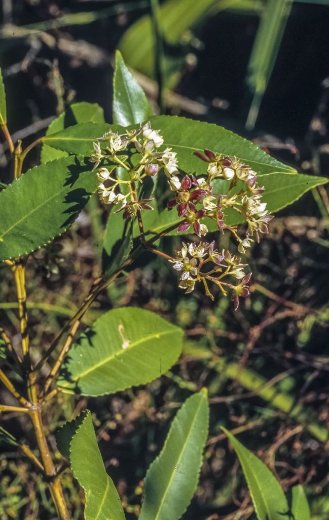 Ceratopetalum apetalum, image Alan Fairley | Australian Plants Society