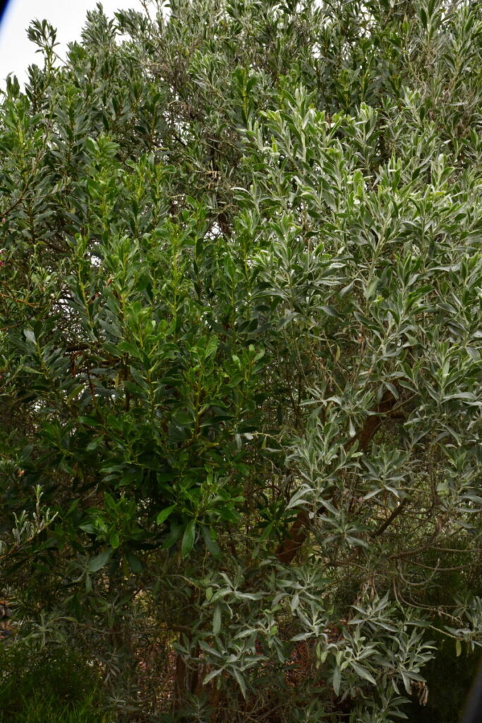 Graft-chimeras on eremophilas | Australian Plants Society