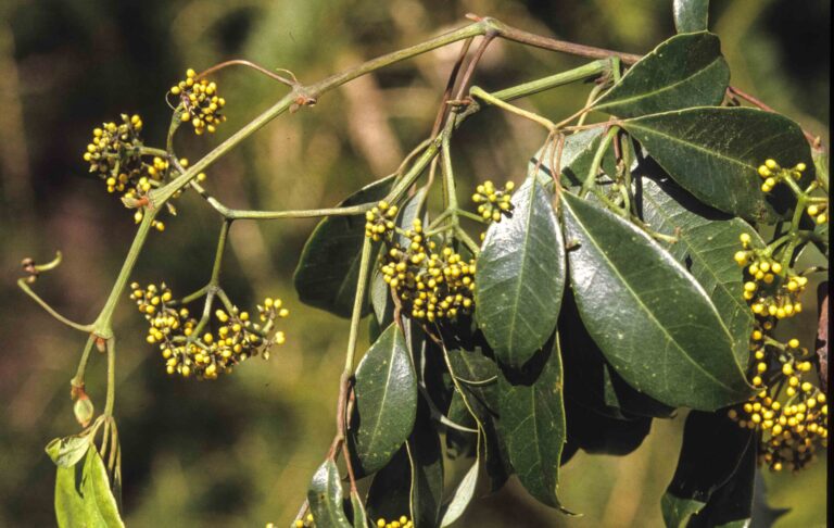 Vines and scramblers | Australian Plants Society