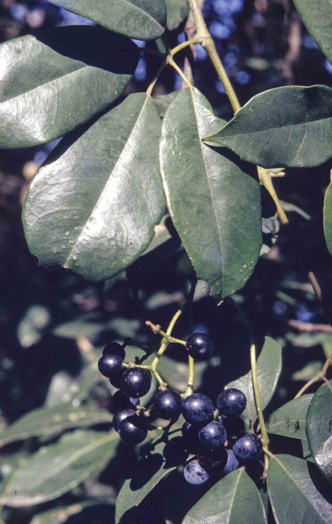Cissus hypoglauca | Australian Plants Society