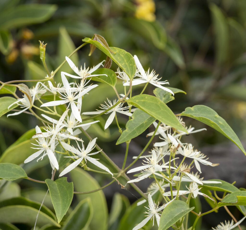 Clematis aristata | Australian Plants Society