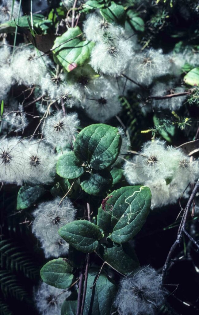 Clematis aristata | Australian Plants Society