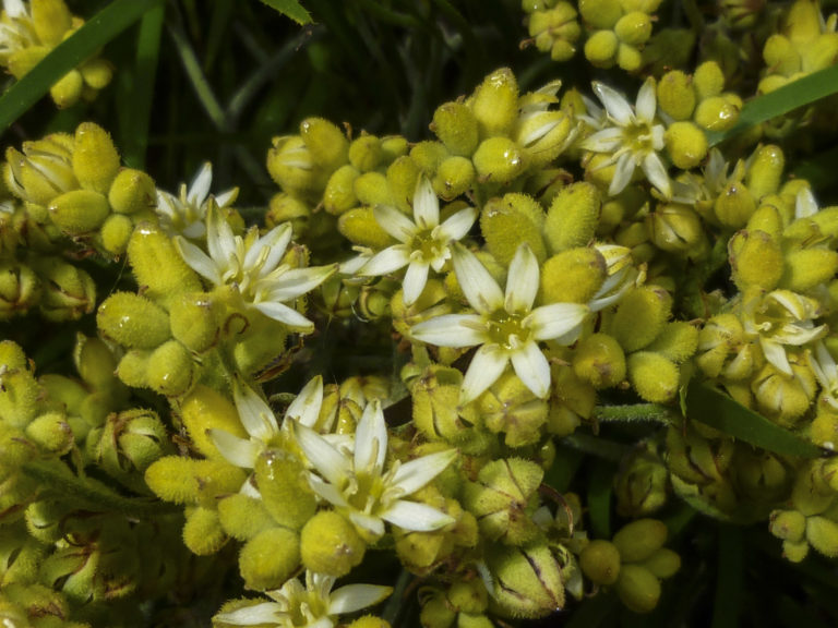 Conostylis aculeata | Australian Plants Society