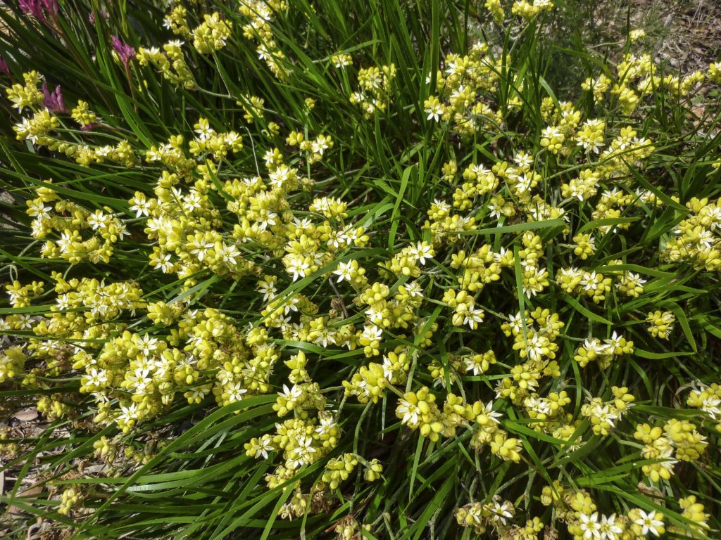 Conostylis aculeata | Australian Plants Society