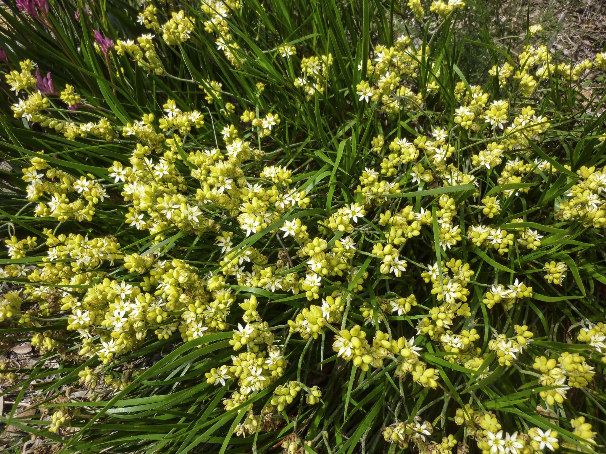 Conostylis aculeata | Australian Plants Society