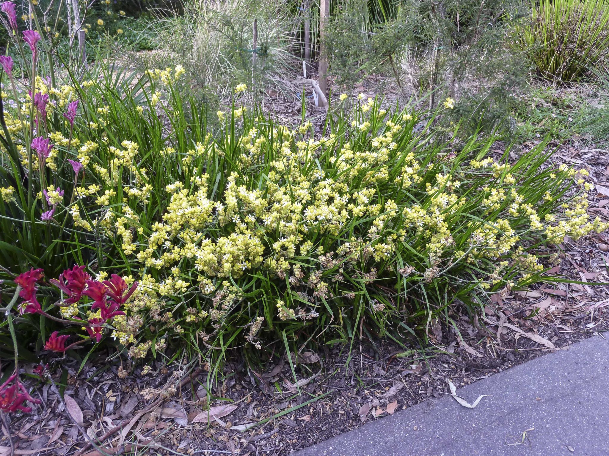 Conostylis aculeata | Australian Plants Society