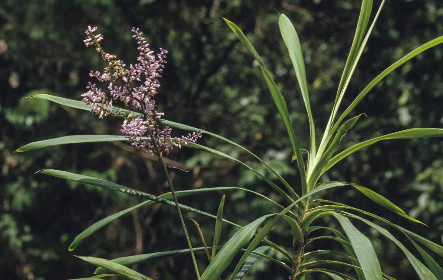 Grasses and clumping plants | Australian Plants Society
