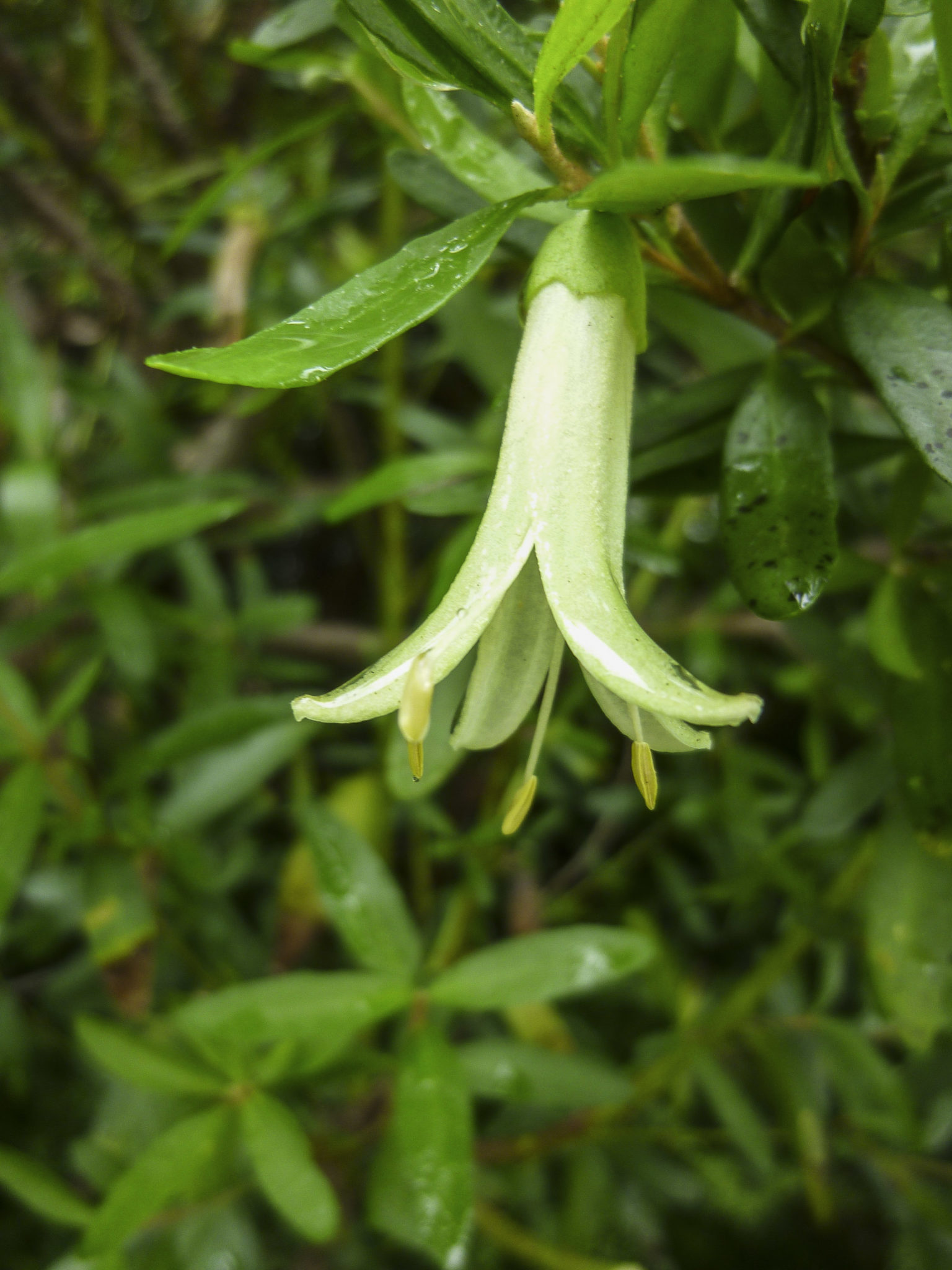Correa glabra | Australian Plants Society