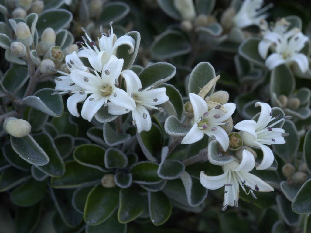 Correa alba | Australian Plants Society