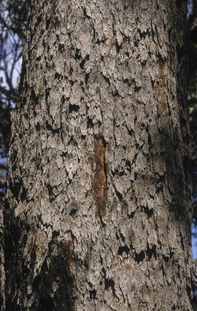 Corymbia gummifera | Australian Plants Society