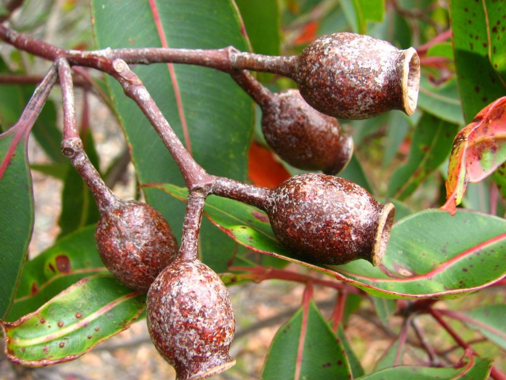 Corymbia gummifera | Australian Plants Society