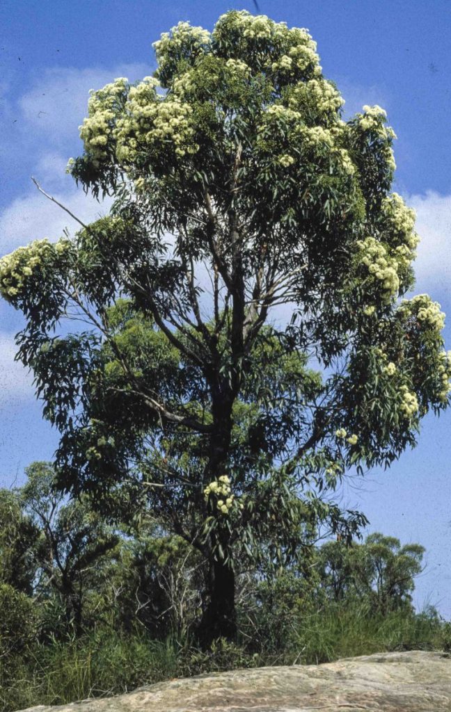 Corymbia gummifera | Australian Plants Society