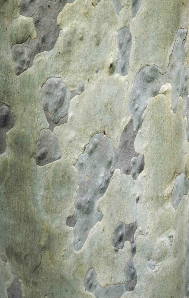 Corymbia maculata (bark) | Australian Plants Society
