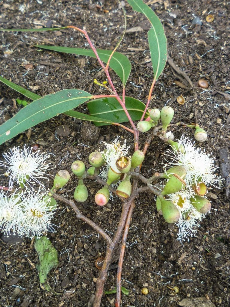 Corymbia citriodora | Australian Plants Society