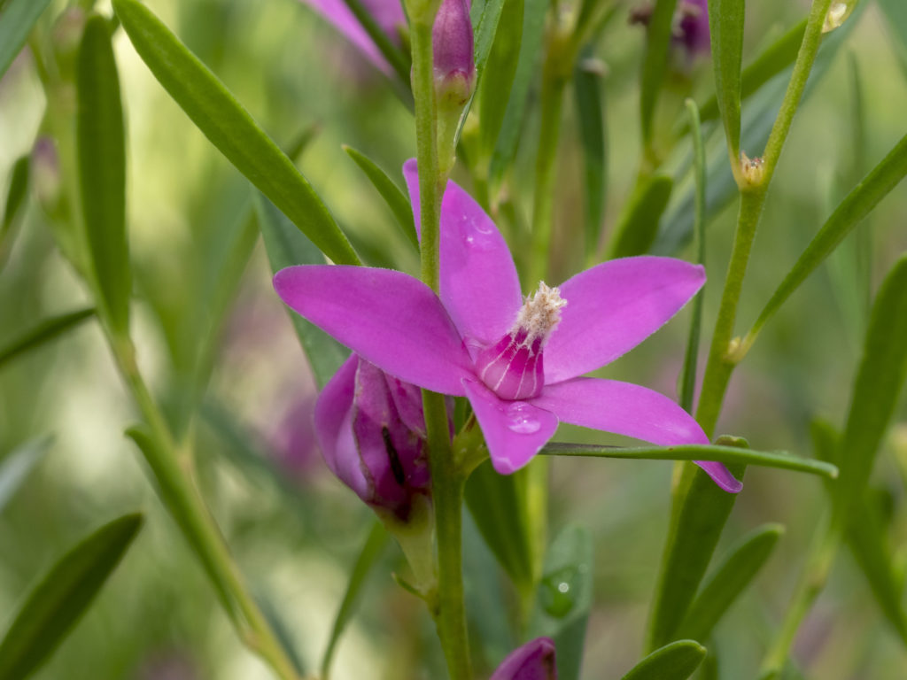 Crowea ‘Festival’ | Australian Plants Society