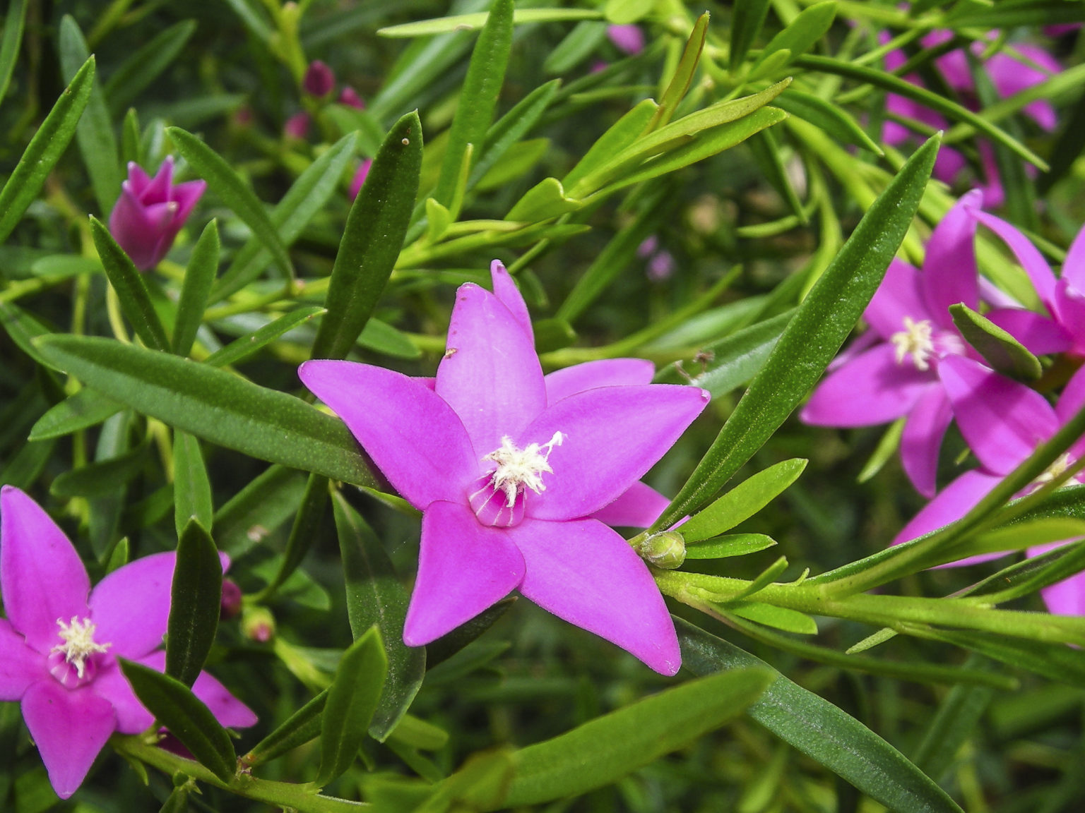 Crowea ‘Festival’ | Australian Plants Society