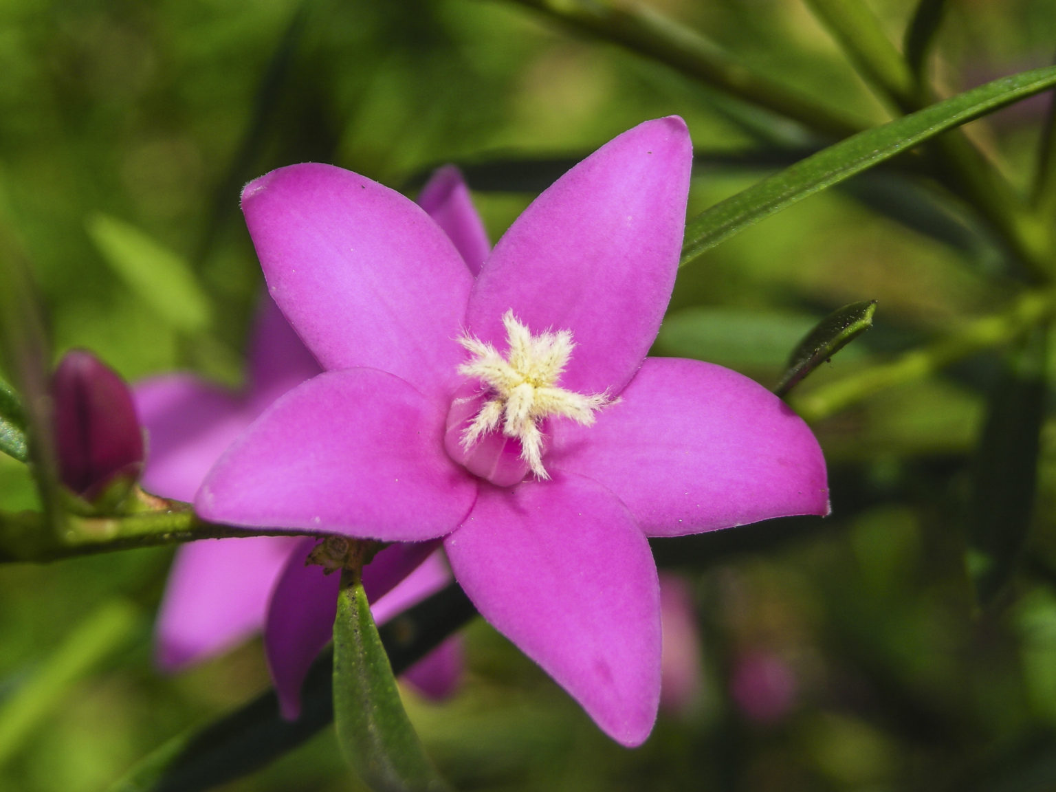 Crowea ‘Festival’ | Australian Plants Society