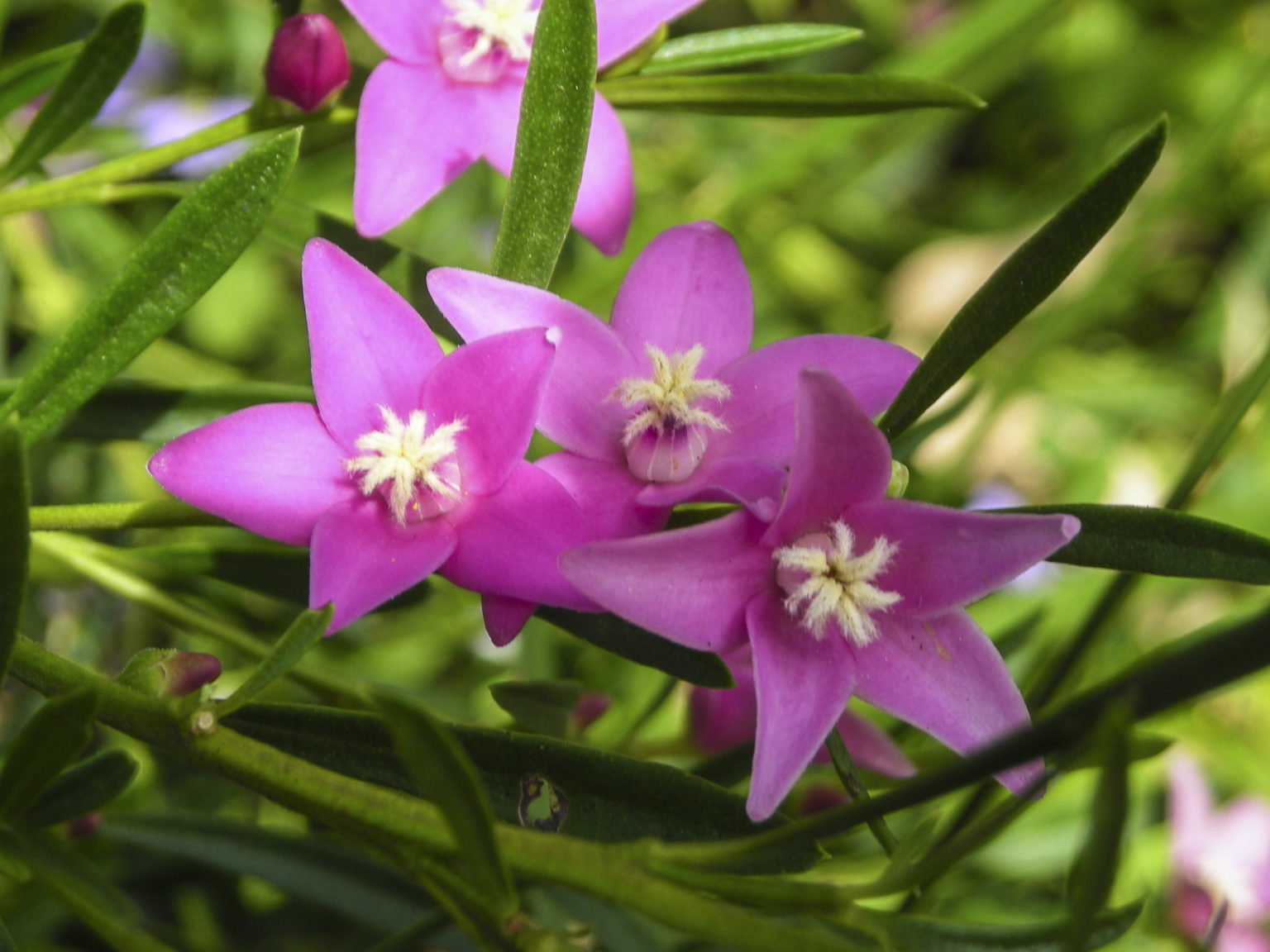 Crowea ‘Festival’ | Australian Plants Society