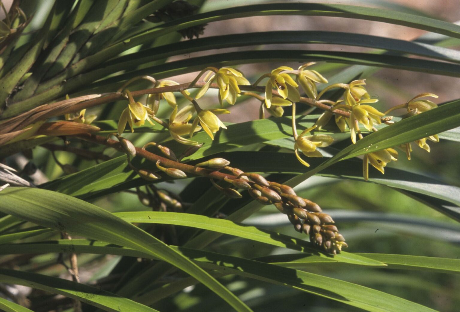 Other plants – Orchids, Aquatics, Cryptic species | Australian Plants ...