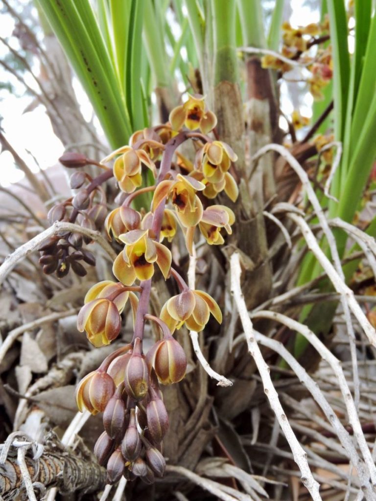Orchids in the bush | Australian Plants Society