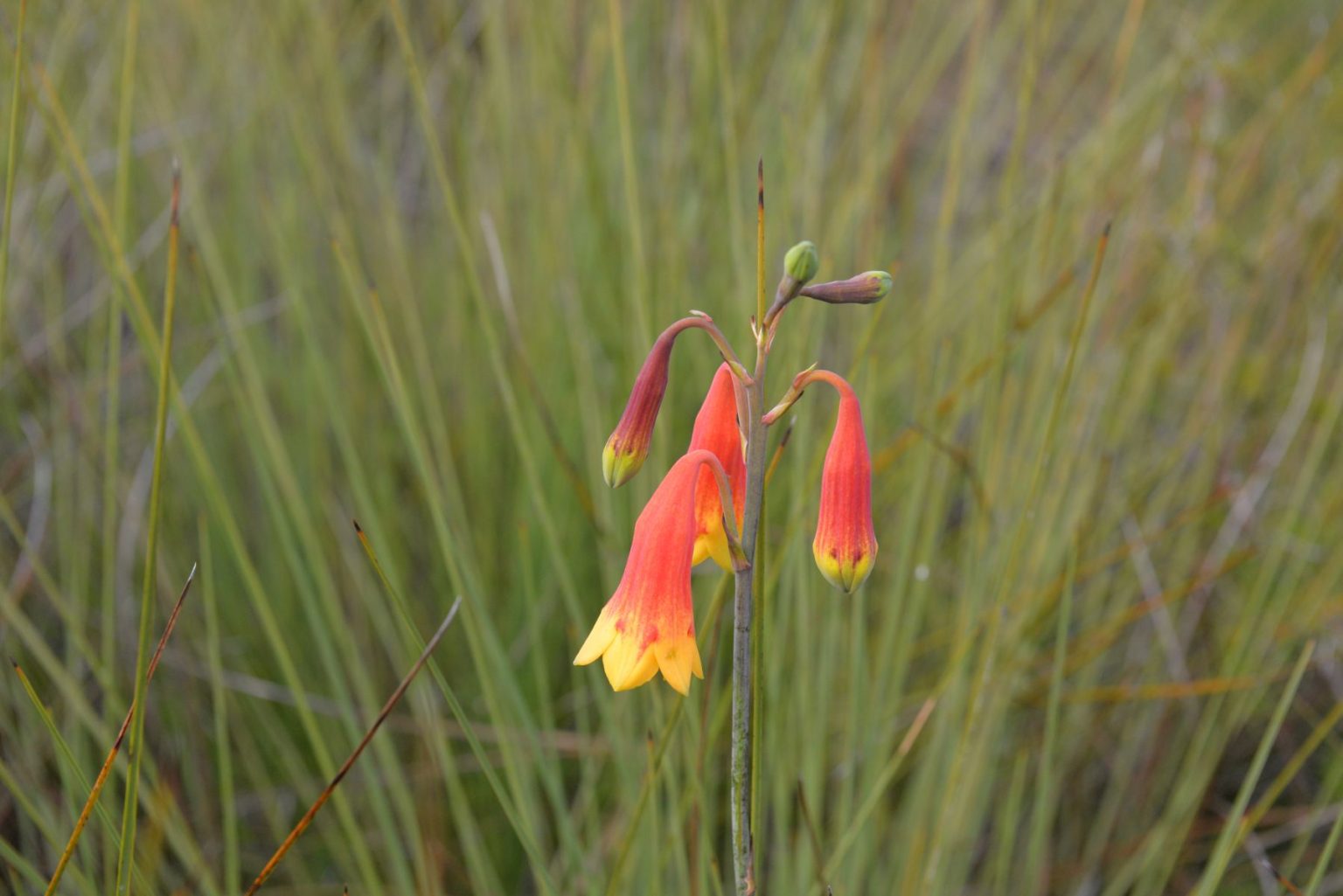 Grasses and clumping plants | Australian Plants Society
