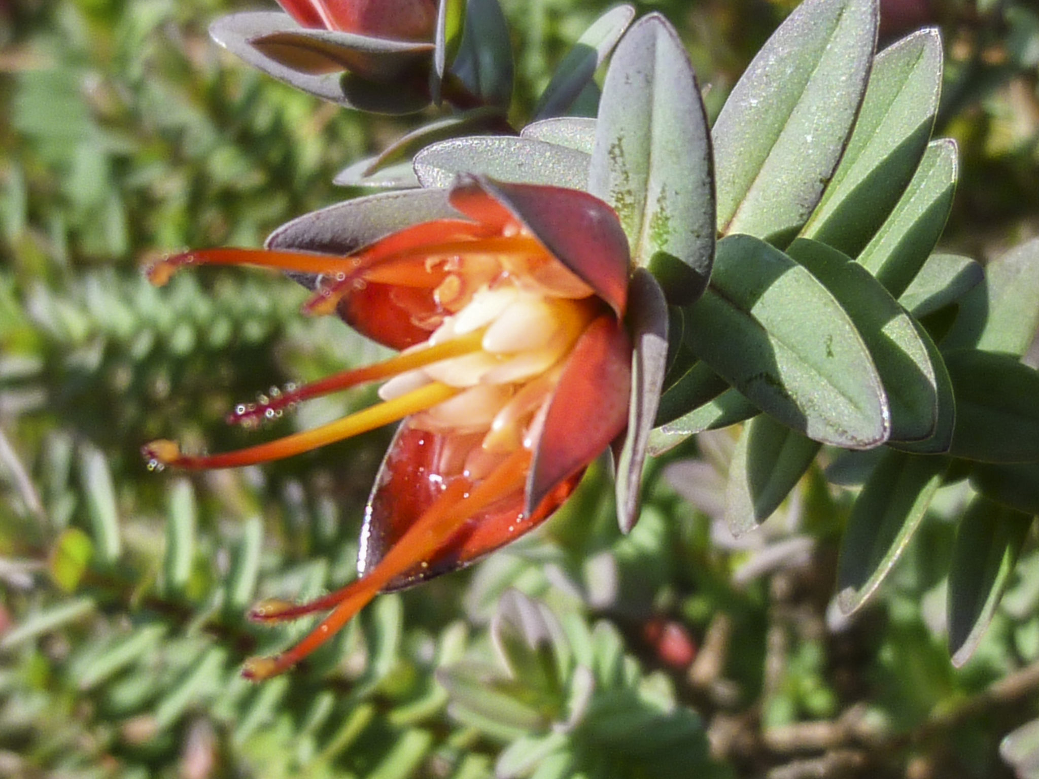 Darwinia citriodora | Australian Plants Society