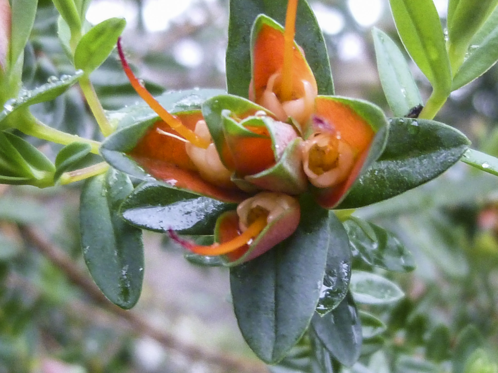 Darwinia citriodora | Australian Plants Society