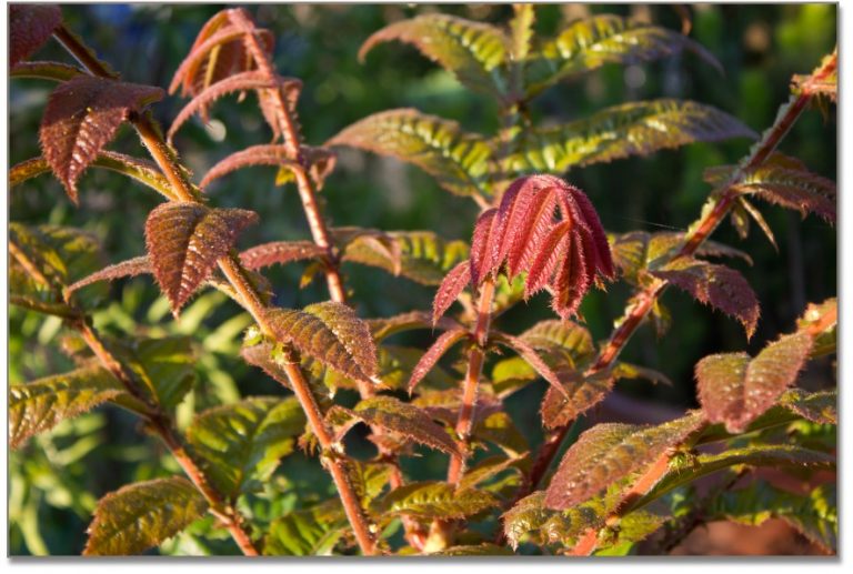 Ooray, or Davidson Plums – packed with nutrition | Australian Plants ...