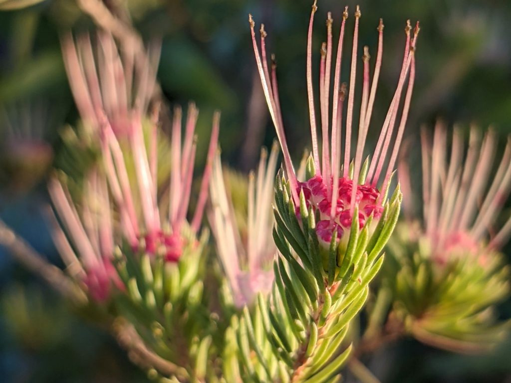 Darwinia fascicularis landscape | Australian Plants Society
