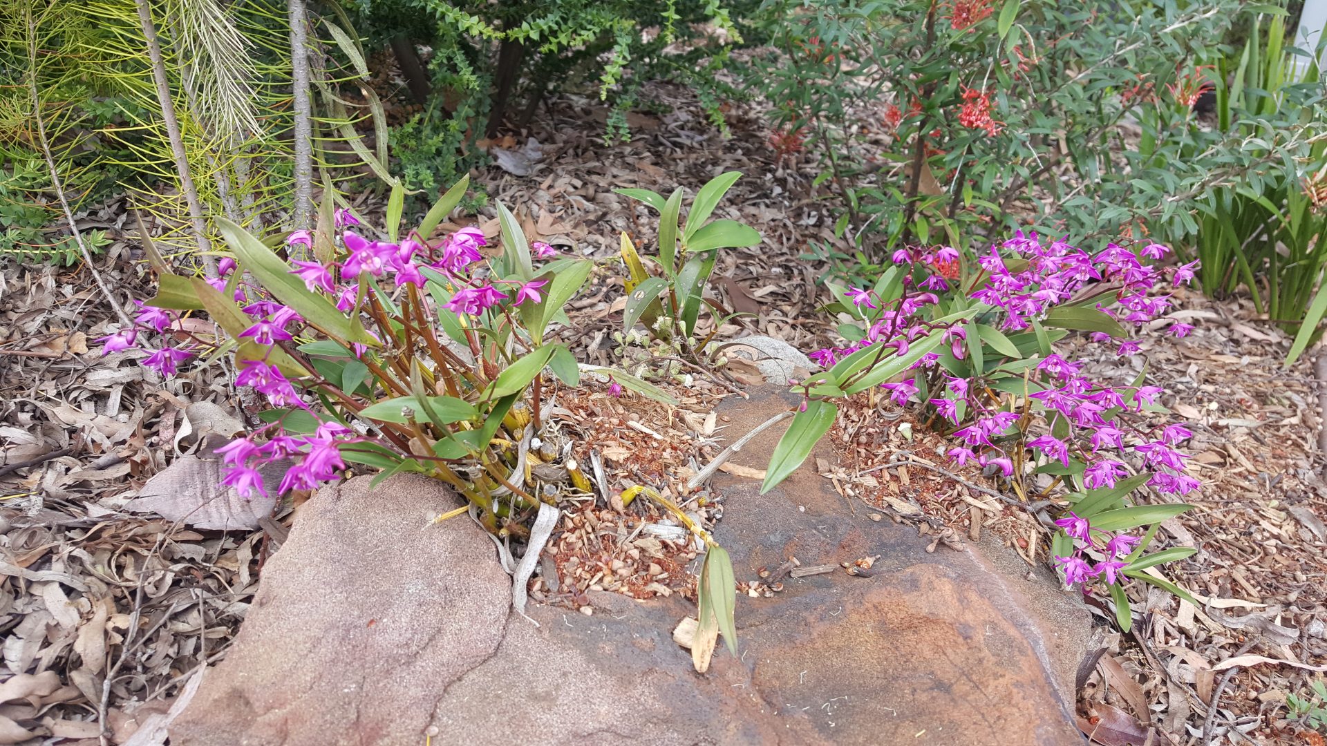Growing Dendrobium orchids a few tips | Australian Plants Society