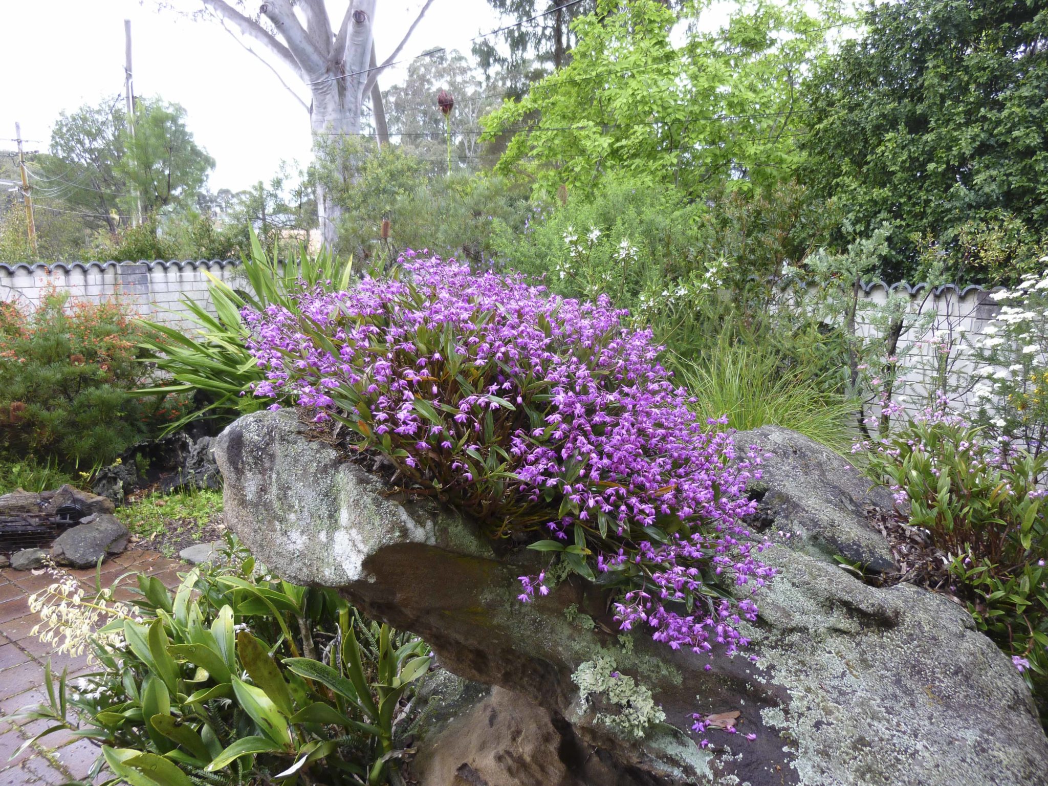 Establishing Australian Thelychiton* (Dendrobium) orchids | Australian ...