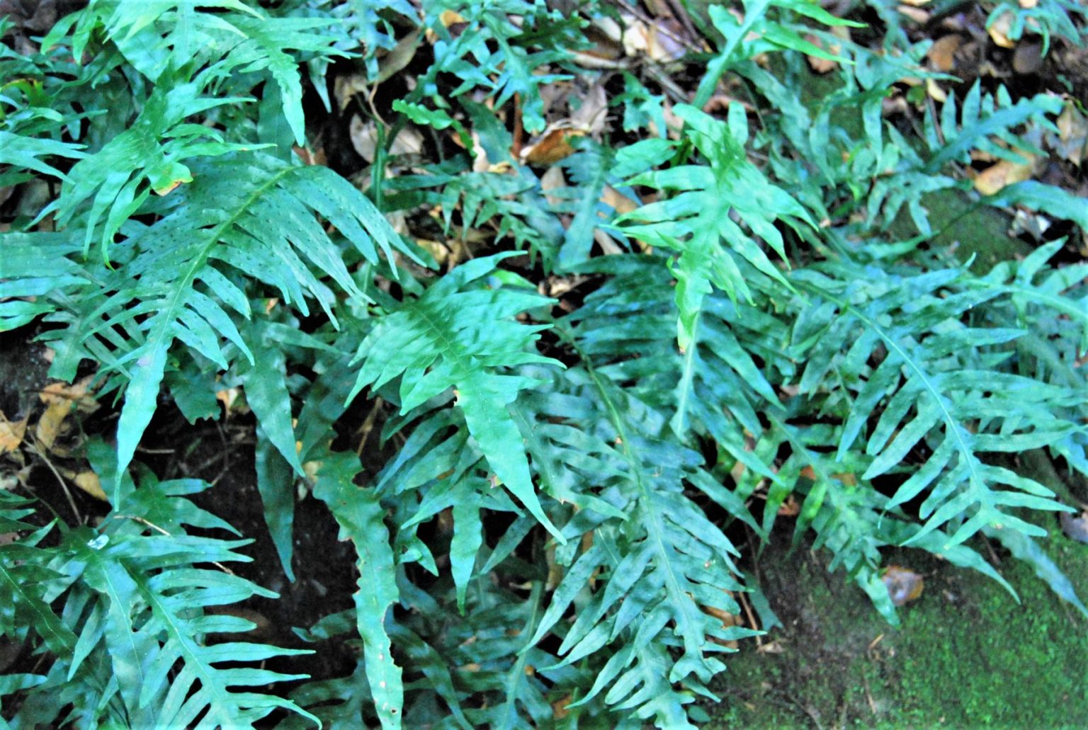 Ferns of the Southern Sydney Basin | Australian Plants Society