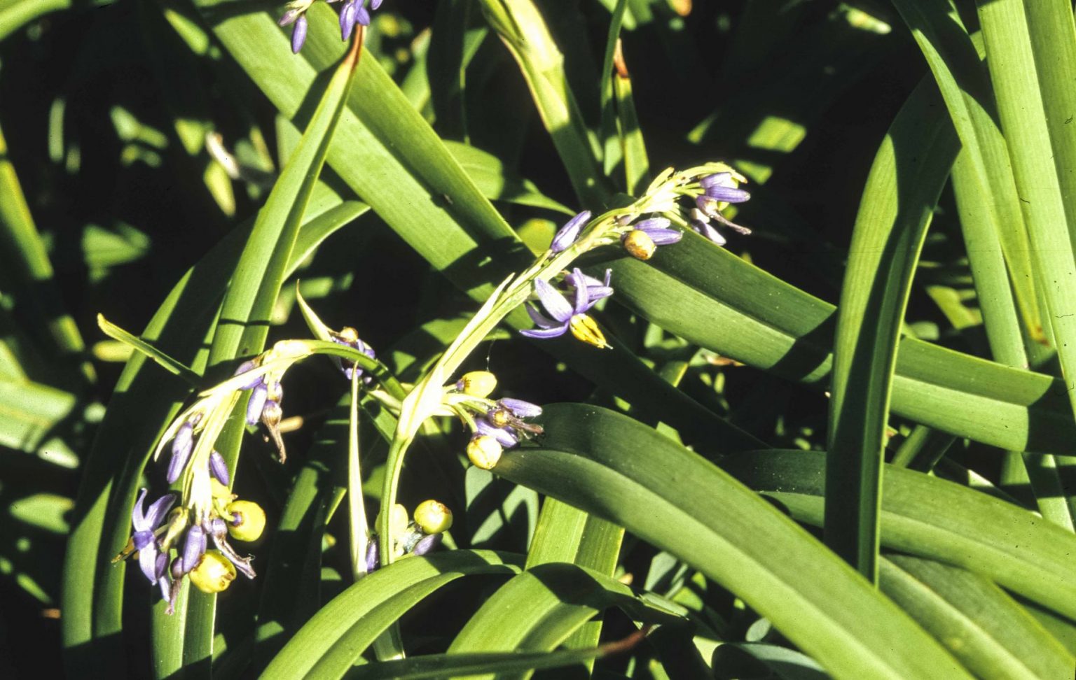 Grasses and clumping plants | Australian Plants Society