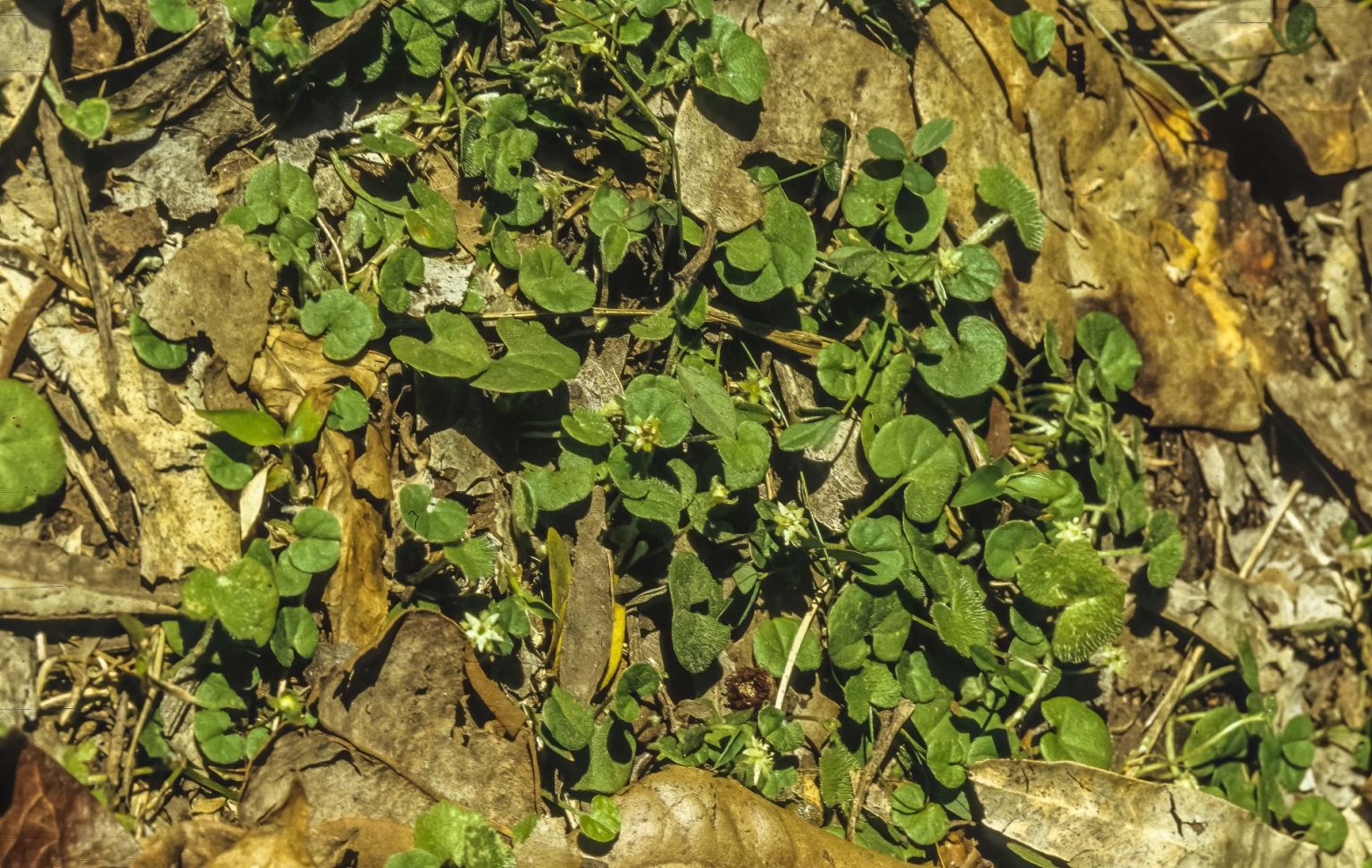 Ground covers | Australian Plants Society