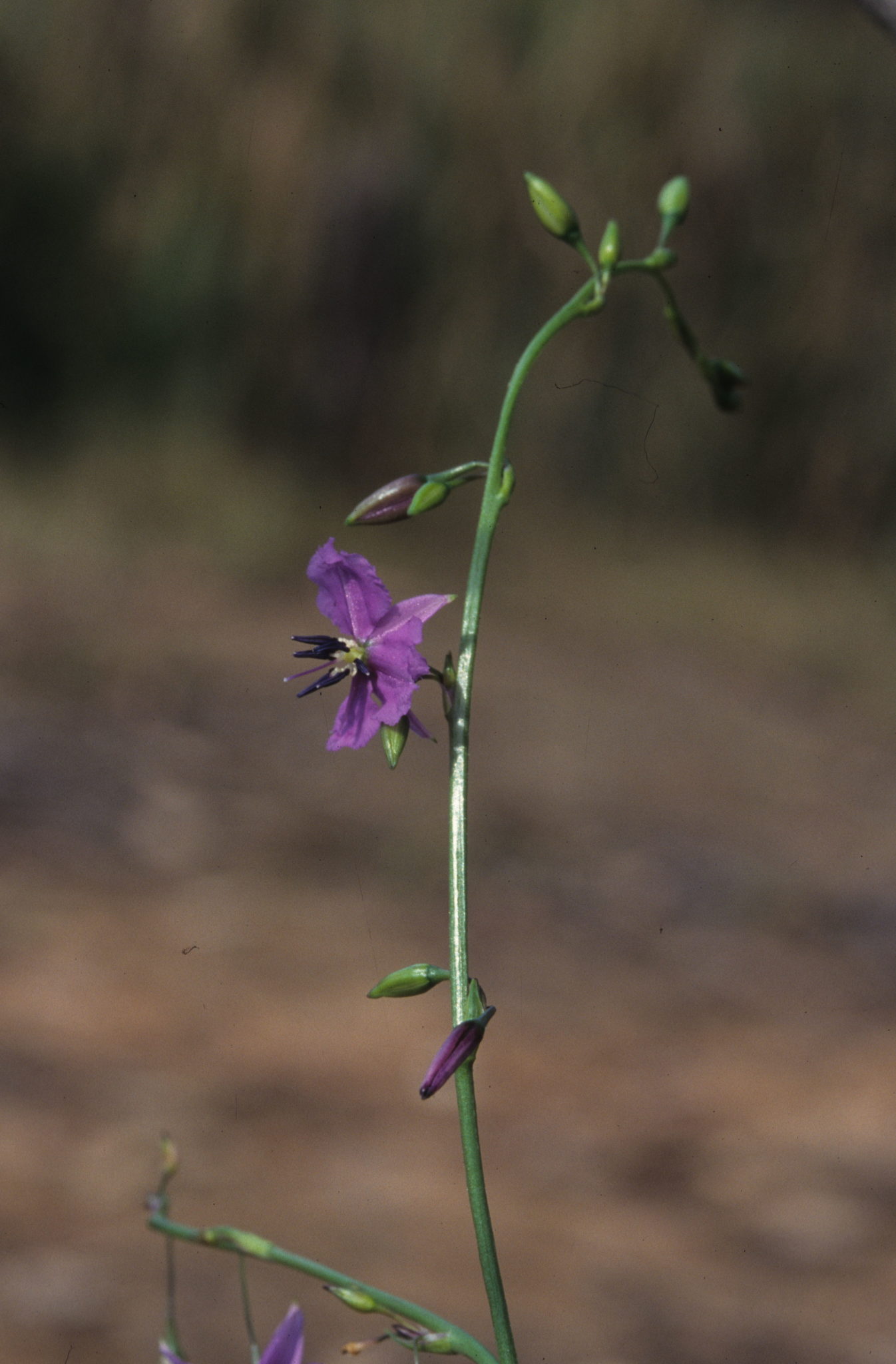 Grasses and clumping plants | Australian Plants Society