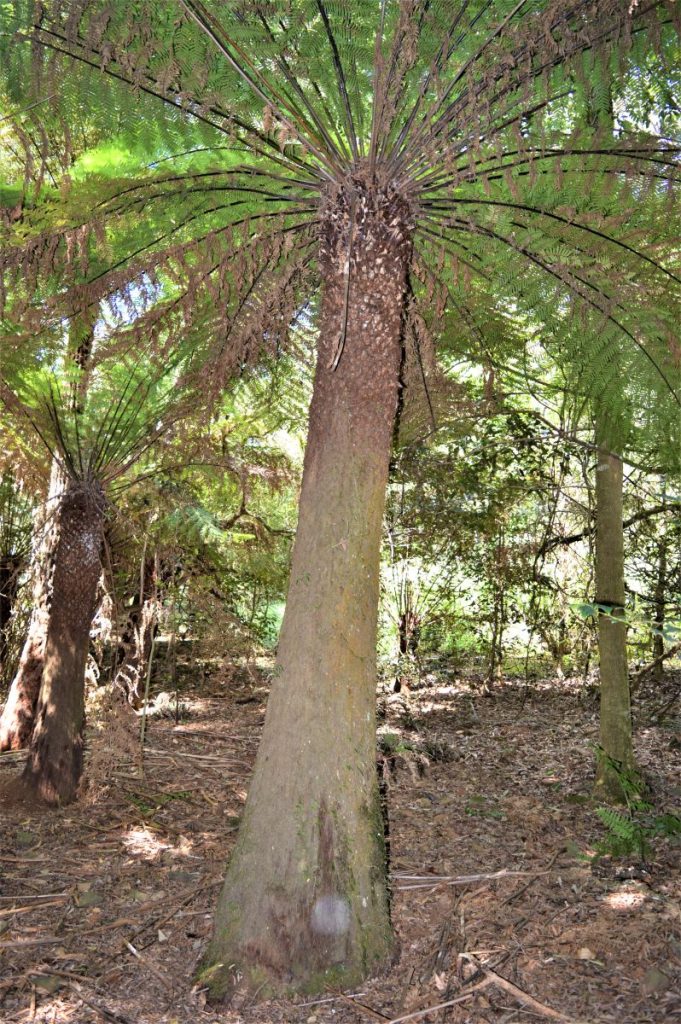 Ferns of the Southern Sydney Basin | Australian Plants Society