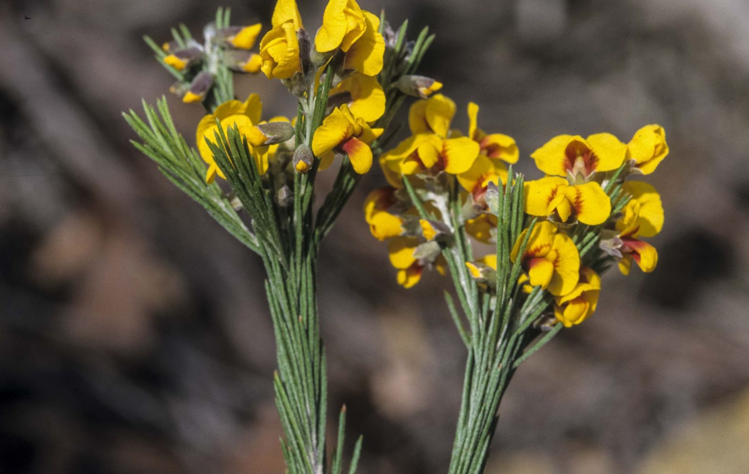Dillwynia acicularis | Australian Plants Society