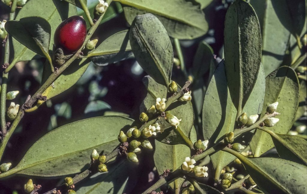 Diospyros australis | Australian Plants Society